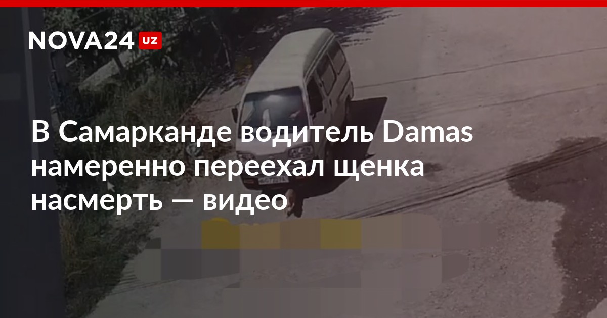 В Самарканде водитель Damas намеренно переехал щенка насмерть — видео — NOVA24.UZ